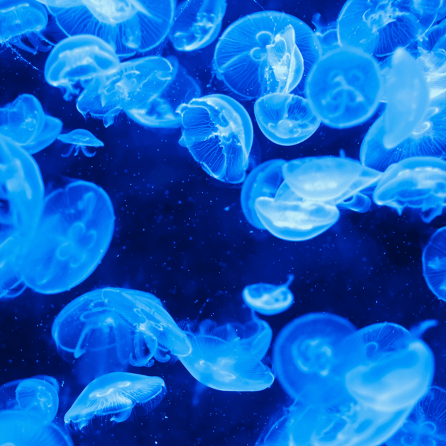 Deep Sea Therapy Fragrance Oil – Craftiful Fragrance Oils