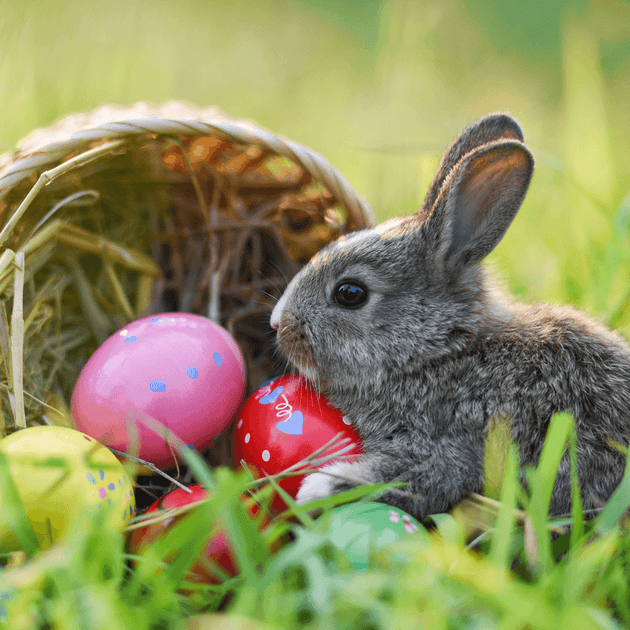 Easter Bunny Fragrance Oil – Craftiful Fragrance Oils